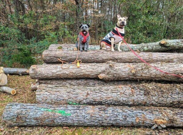 Understanding How Do Dogs Mate | Off Leash K9 Training