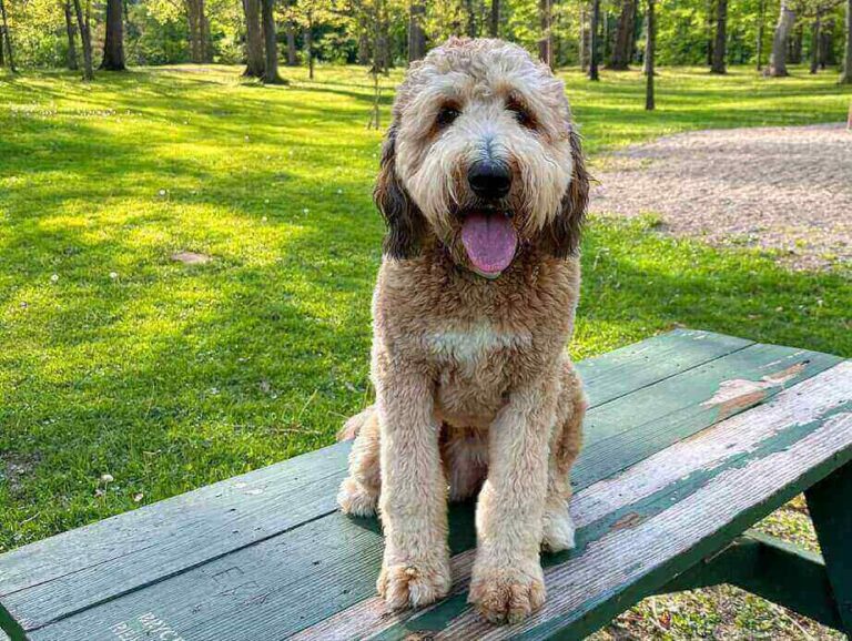 How Do Dogs Sweat? Keeping Your Dog Cool and Comfortable